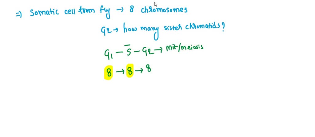 SOLVED: A somatic cell from a fly normally contains 8 chromosomes. how ...