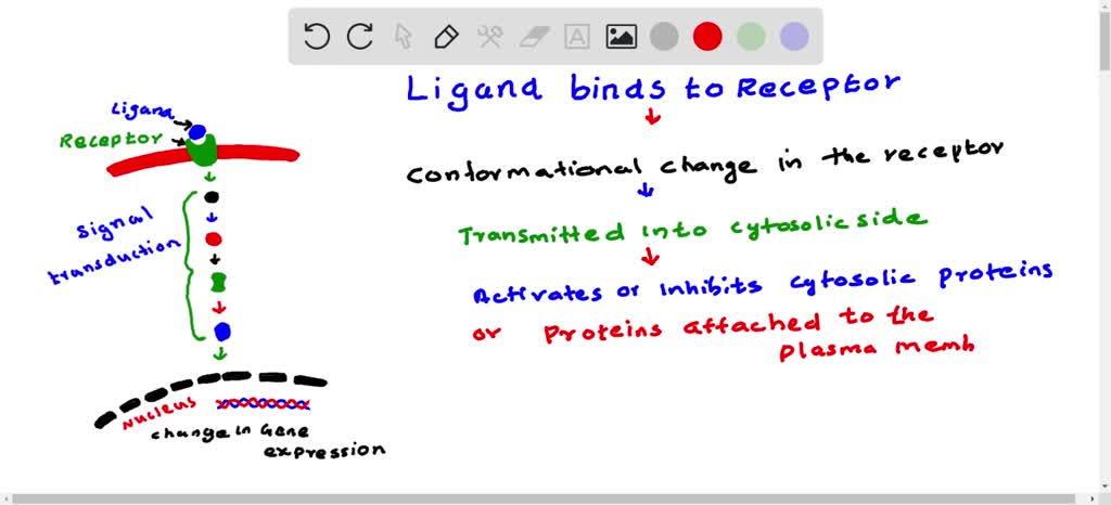 SOLVED: In step 4 of the diagram, what is happening? What type' of ...
