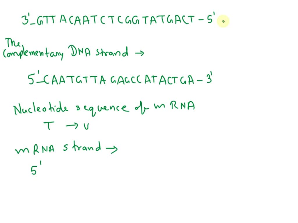 SOLVED: Below is the sequence of your "gene". The 3' and 5' ends are labeled. 1. 3 ...
