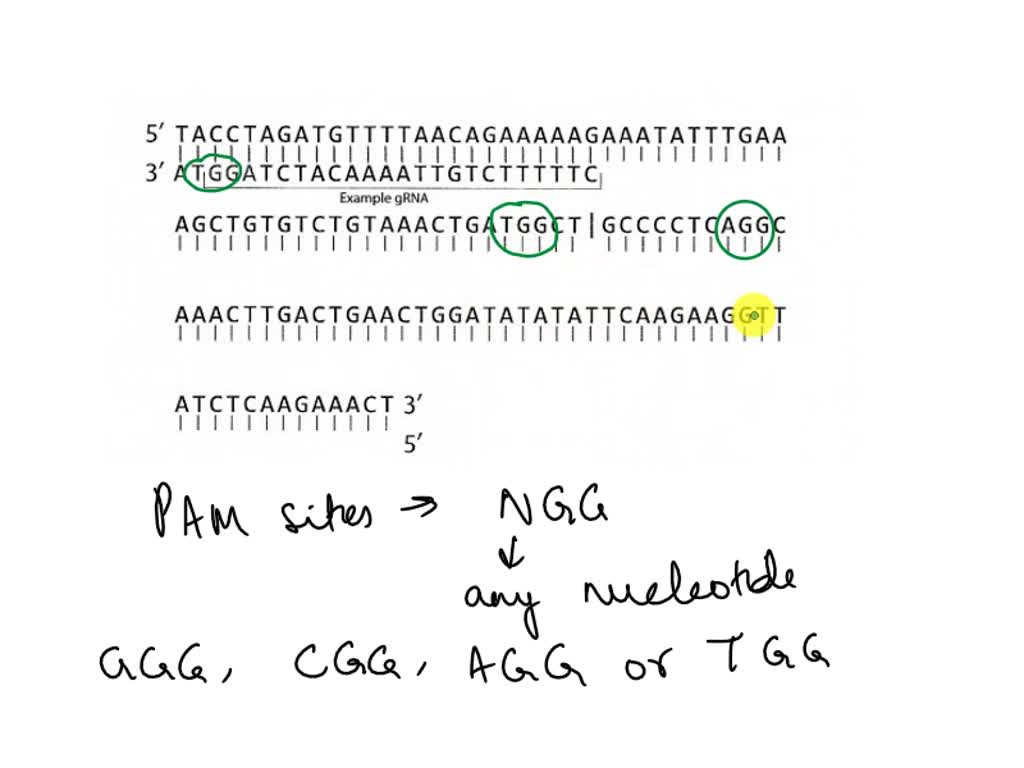 SOLVED: Deletion, but the DNA sequence is one continuous stretch of DNA ...