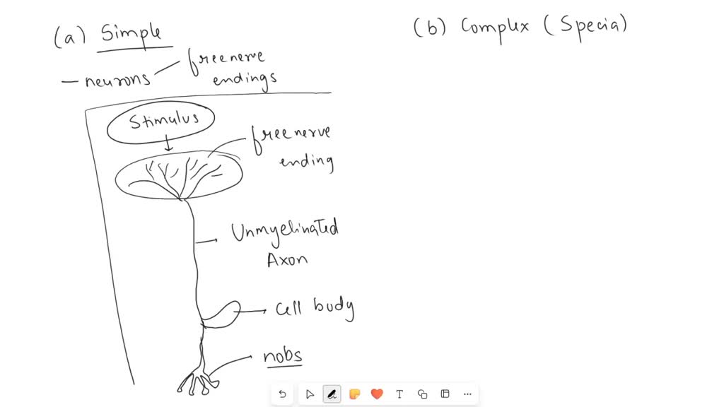 SOLVED: Draw a simple (typical of somatic senses) and a complex ...