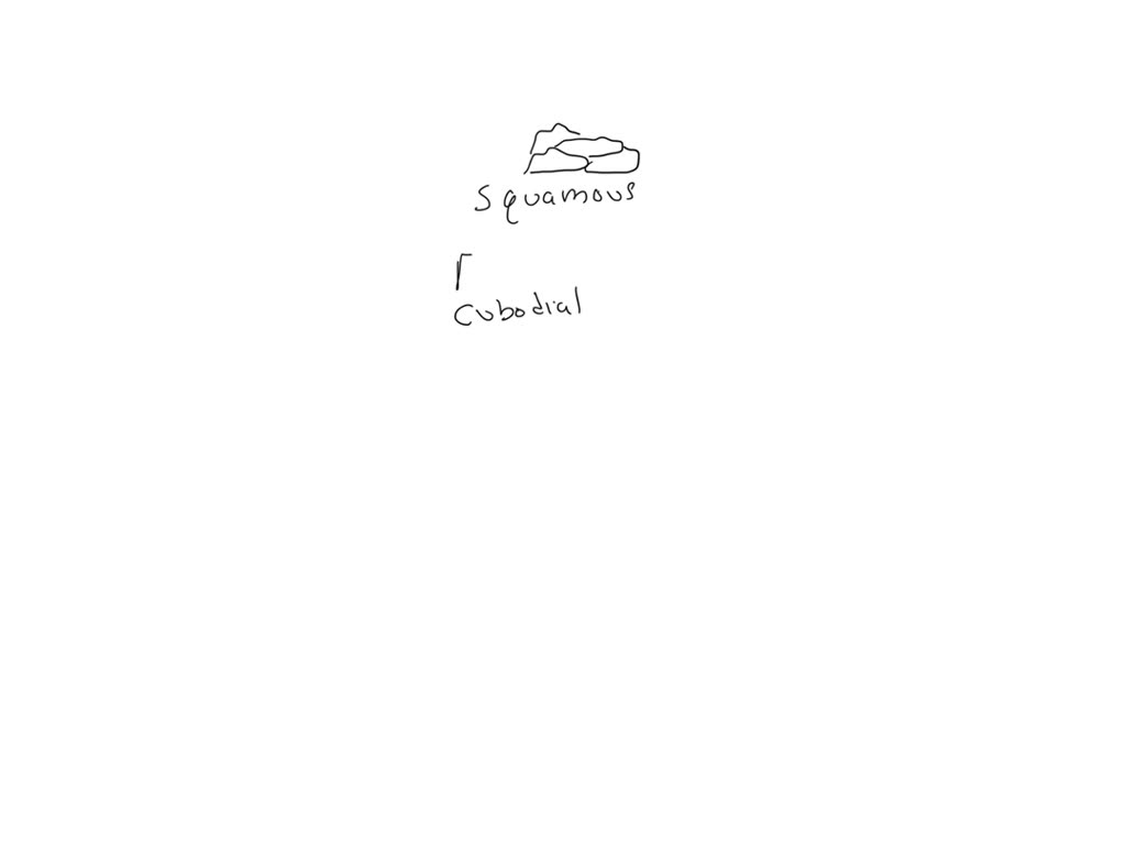 Solved Describe The Cell Shape Of Squamous Cuboidal And Columnar Epithelial Cells