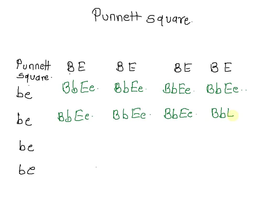 SOLVED: The Punnett square is for a test cross of two mice that were ...