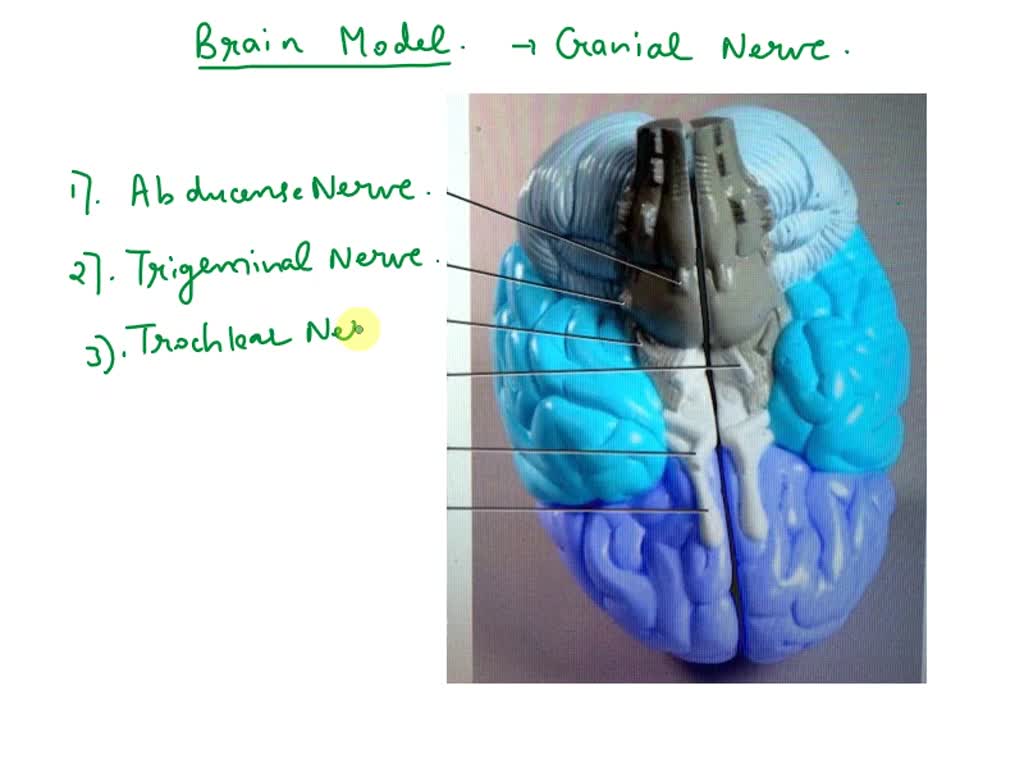 SOLVED: Identify the cranial nerves on this inferior view of a brain ...