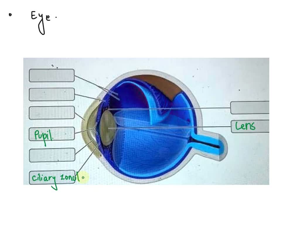 SOLVED: BIOL326 18FALL2 Home 23 Post-Lab HW - Labeling Activity: Figure ...