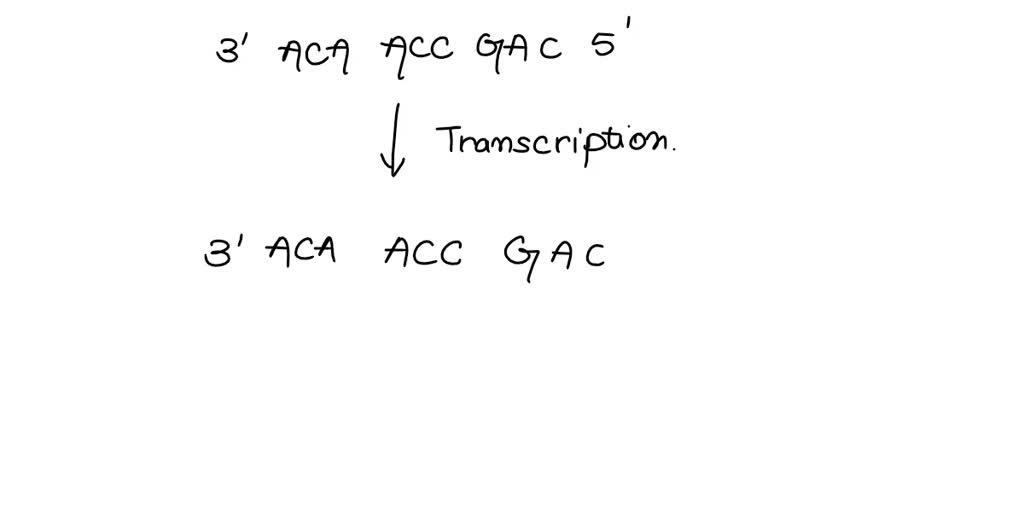 SOLVED: CH 01 Problem 1.20 Review: The following segment of DNA is the template strand ...