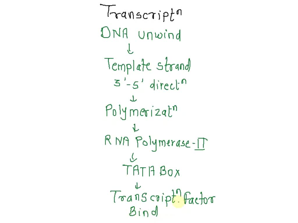 SOLVED: Identify the components of replication, transcription, and translation processes ...