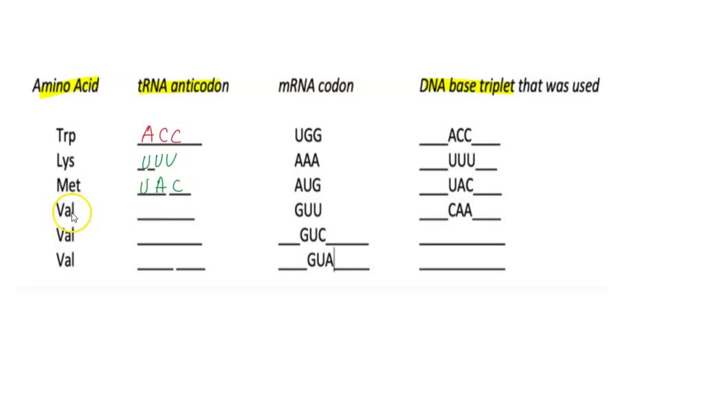 SOLVED: Indicate the tRNA anticodons and the DNA base triplets associated with each amino acid ...