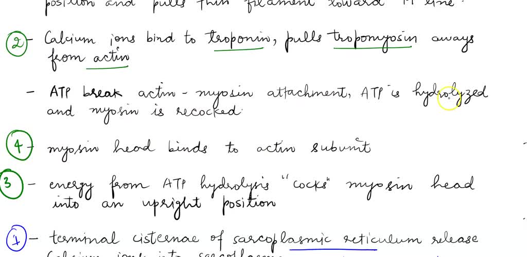 SOLVED: Number the following events of skeletal muscle contraction in ...