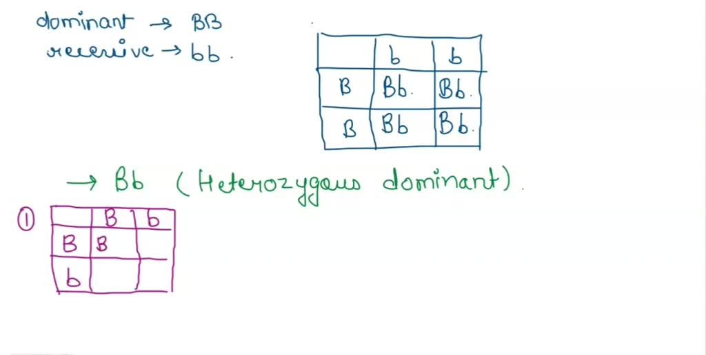 Homozygous Recessive Letters