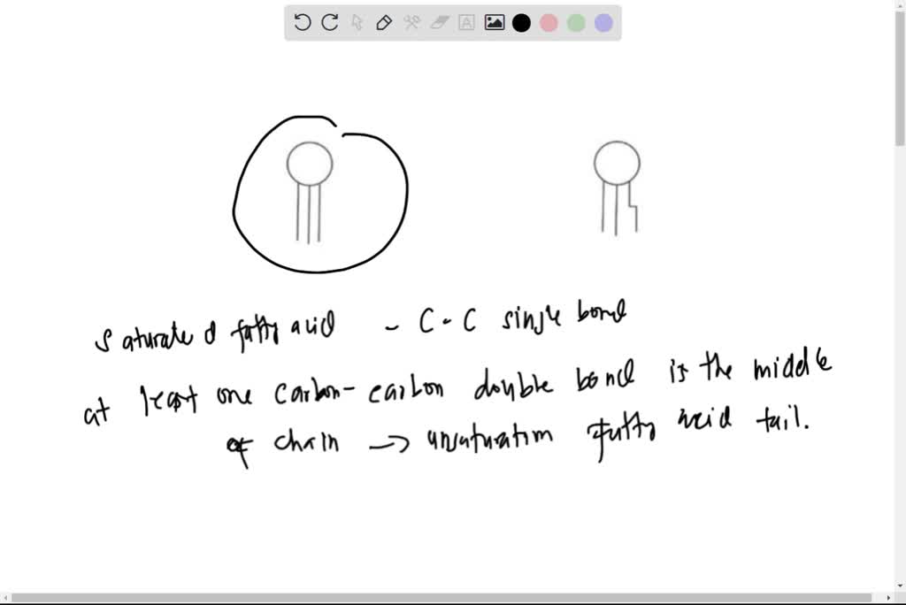 SOLVED: The following diagrams are simplistic illustrations of lipids ...