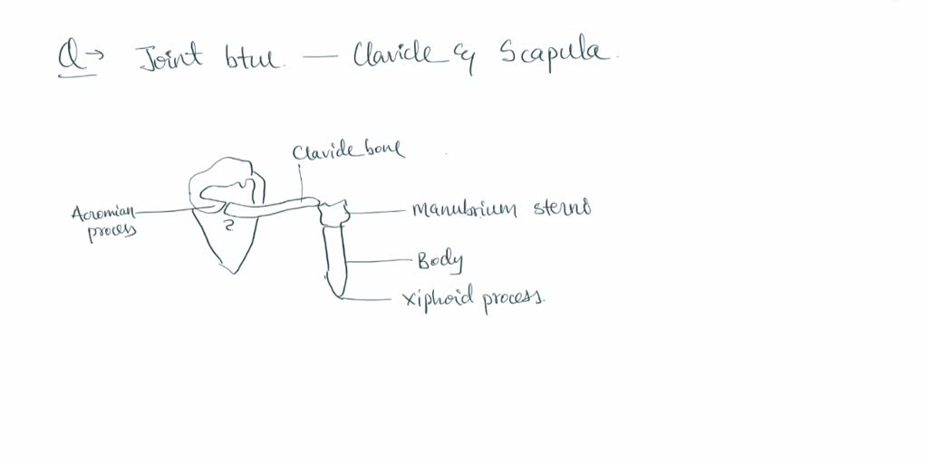 SOLVED: On coronal view of MRI of the shoulder, the most anterior ...
