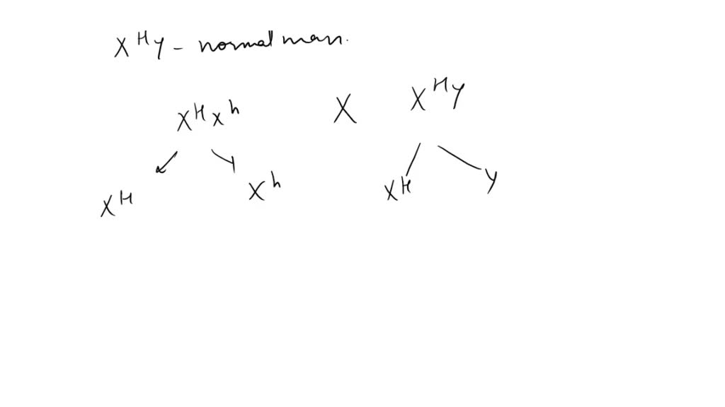 Solved Awoman Who Is A Carrier For Hemophilia She Is Heterozygous