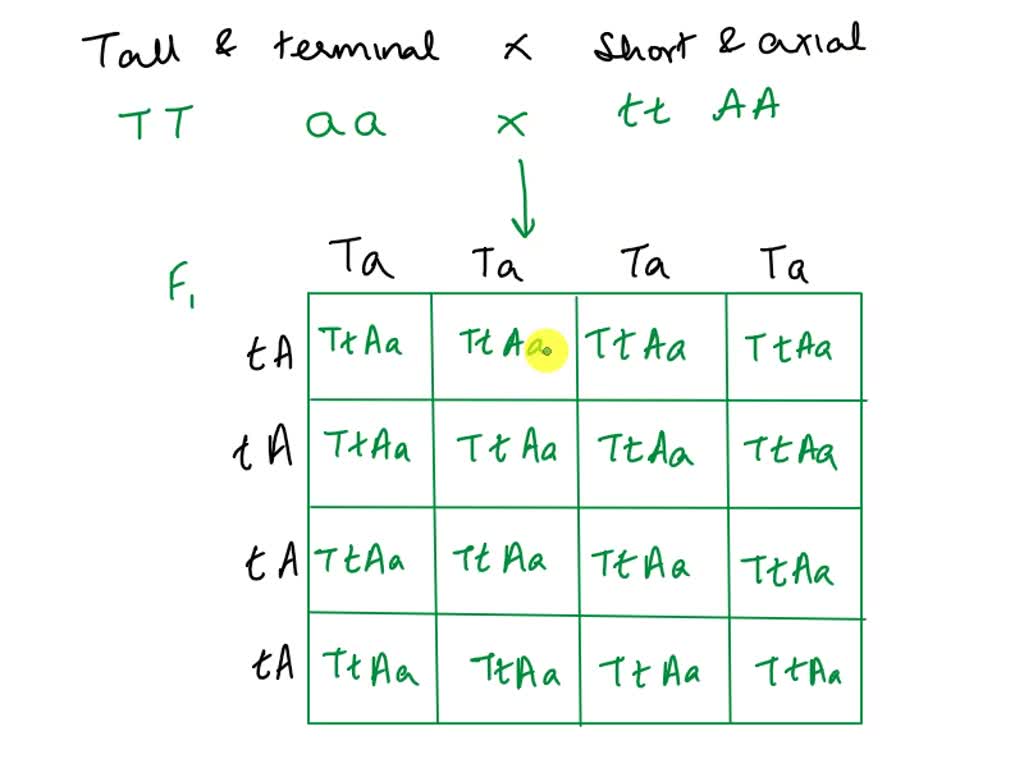 A tall pea plant with terminal flowers (flowers on the ends of the ...