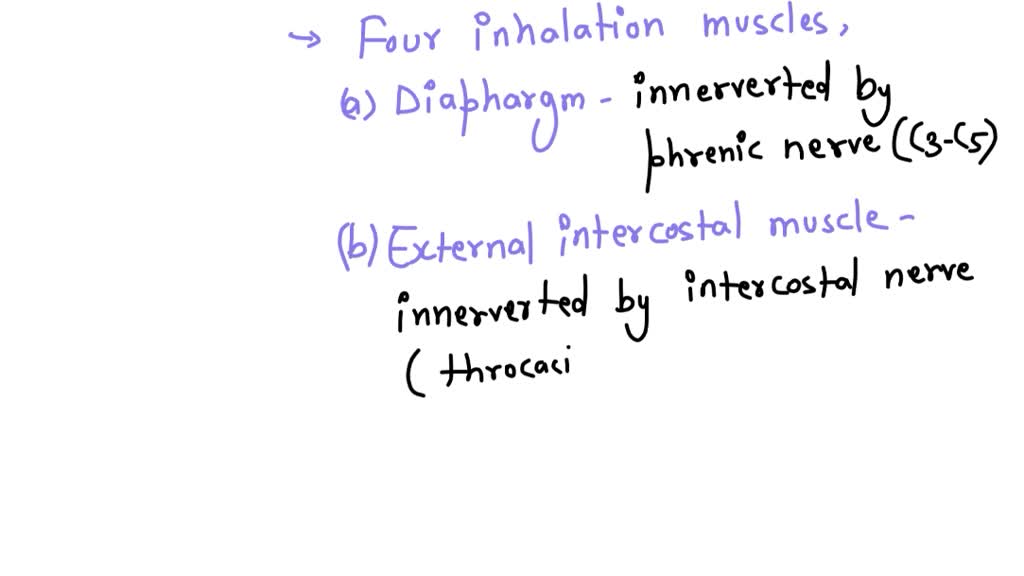 SOLVED: Name four inhalation muscles, their functions and their nervous ...