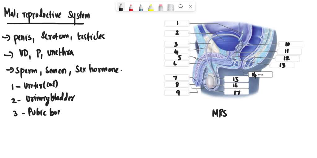 SOLVED: Label the following diagram to describe the anatomical features ...