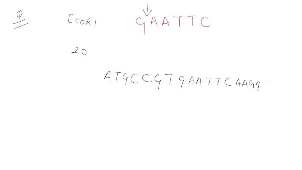 SOLVED: The restriction enzyme EcoRI cleaves the sequence GAATTC. It ...