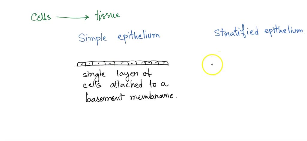SOLVED: (a.) Distinguish between simple and stratified epithelia. (b ...