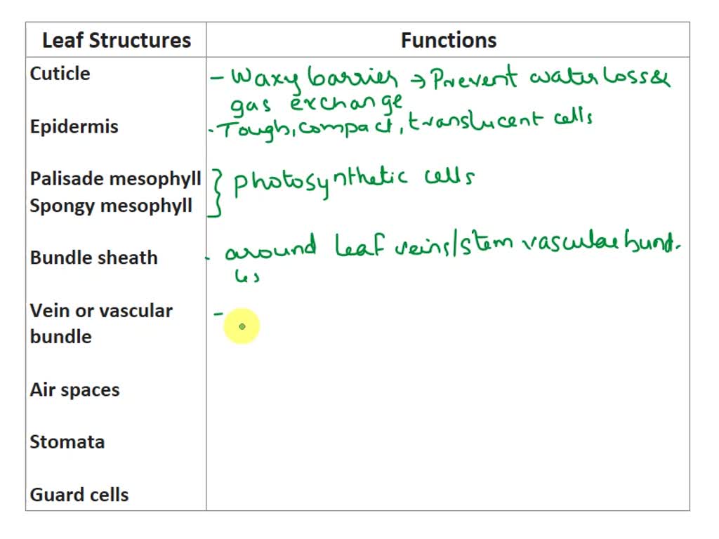 SOLVED: Classify each of the following functions of a leaf depending on ...