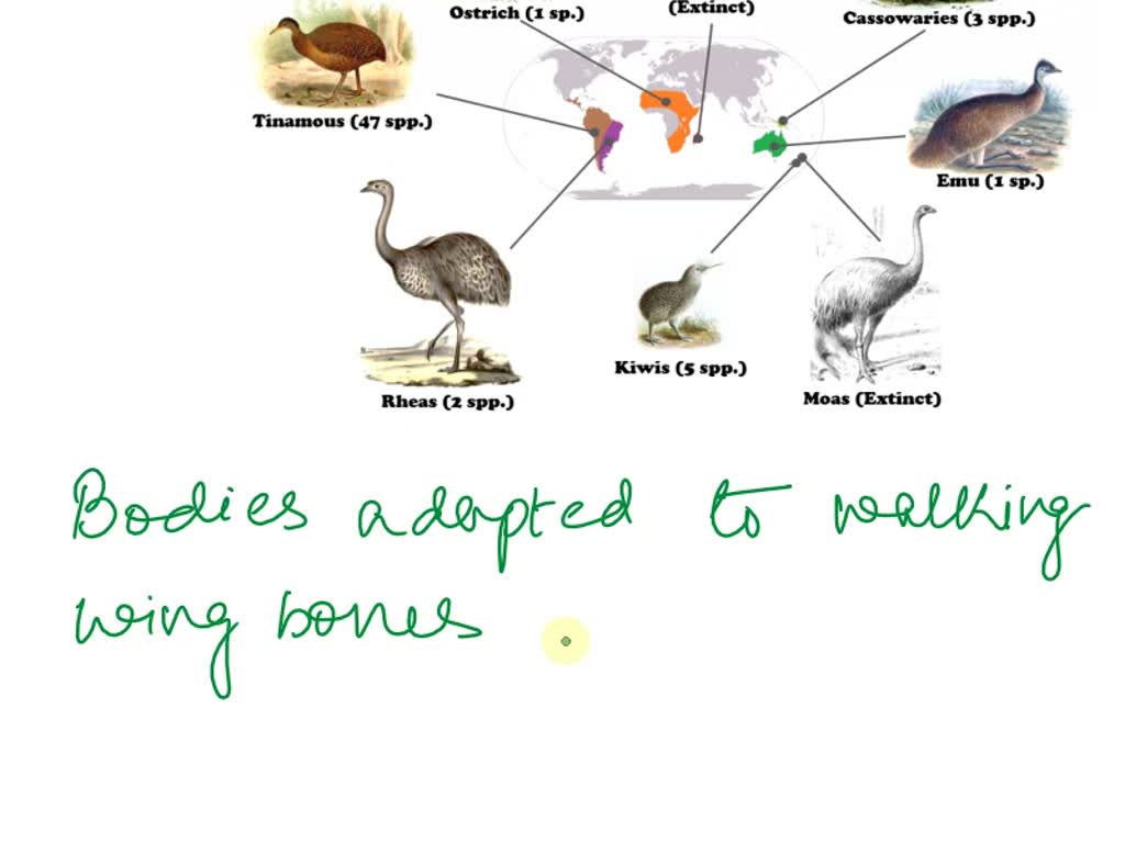 SOLVED: Describe a lineage or species of flightless birds; include ...