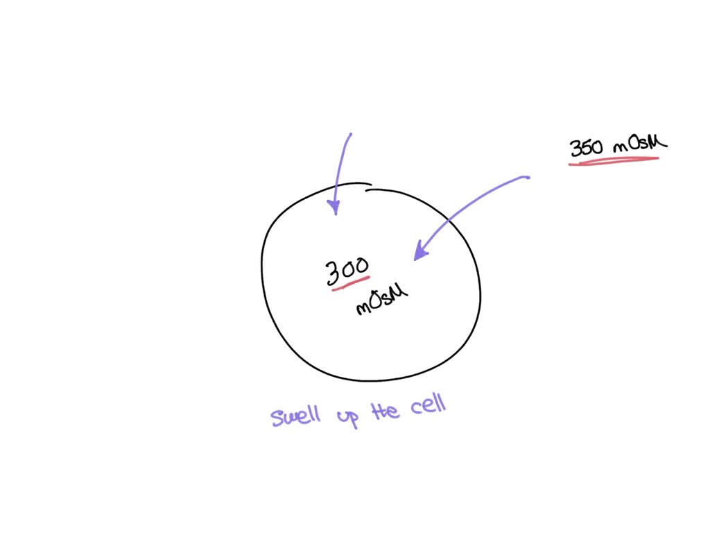 SOLVED: question 16 A human red blood cell (300 mOsM) is placed in a 350 mOsM solution of urea ...