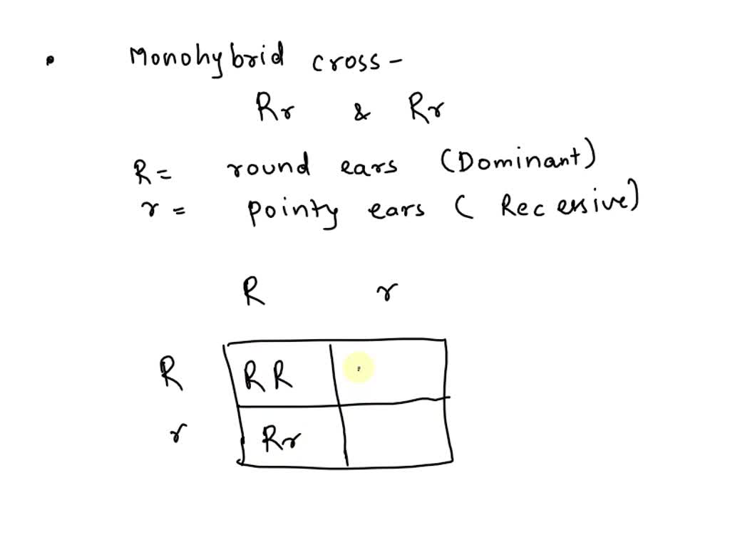 SOLVED: ' Use the Punnett square below to answer the following ...