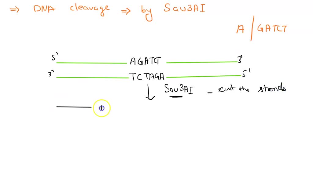 SOLVED: of 32 Restriction digest can create Haelll - blunt blunt ...