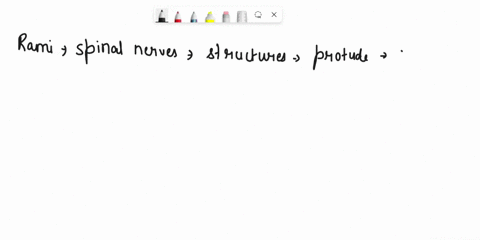 Correctly identify and label the structures associated with the rami of ...
