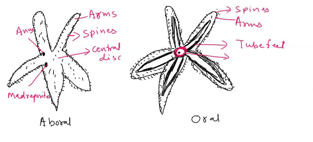 SOLVED: 1. Are the aboral (top side) and oral (underside) surfaces ...