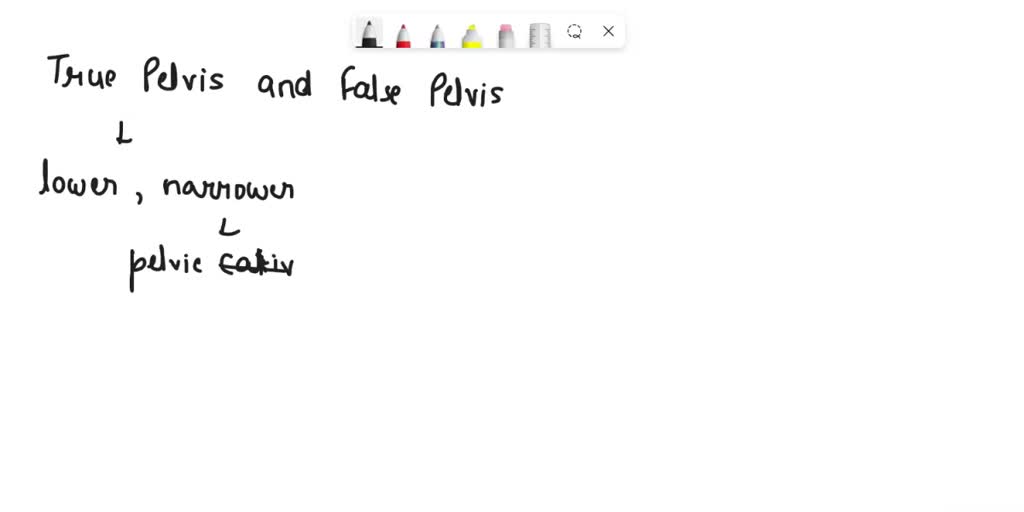 SOLVED: What is the difference between a True Pelvis and a False pelvis ...