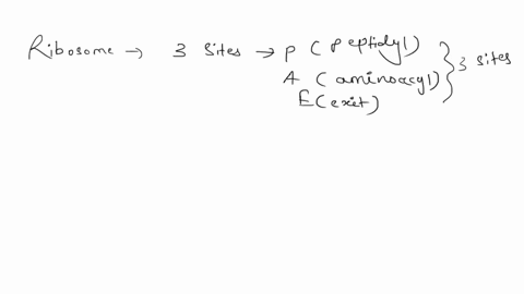 19) What are the A, P, and E sites of the ribosome. What...