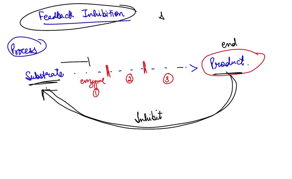 SOLVED: What is a example of feedback inhibition in cellular ...