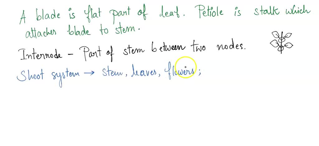 SOLVED: Blade Flower Internode Leaf Node Root system Shoot system ... SOLVED: Blade Flower Internode Leaf Node Root system Shoot system ...