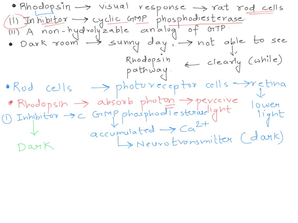SOLVED: In vertebrates, light sensation by rod photoreceptor cells is ...