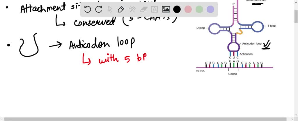 SOLVED: The characteristic secondary structures of tRNA and rRNA molecules are achieved through ...
