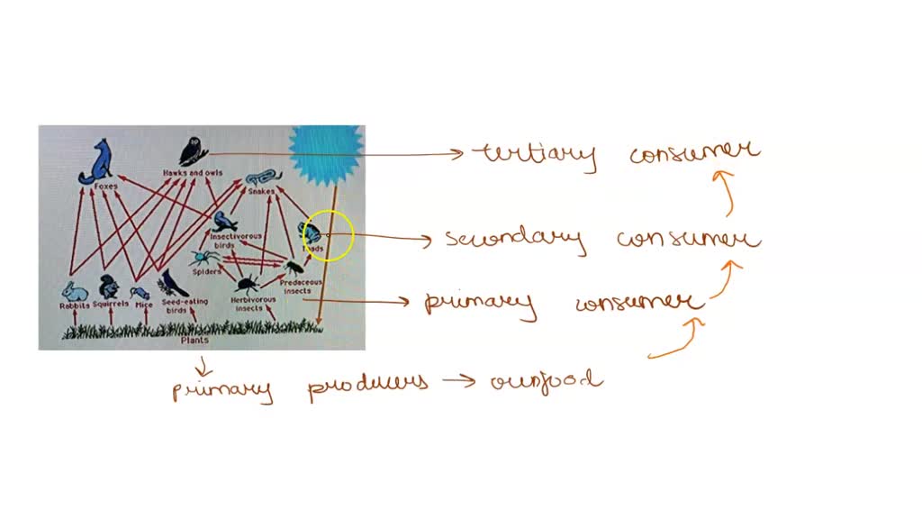 SOLVED: This food web shows the flow of energy between producers and ...