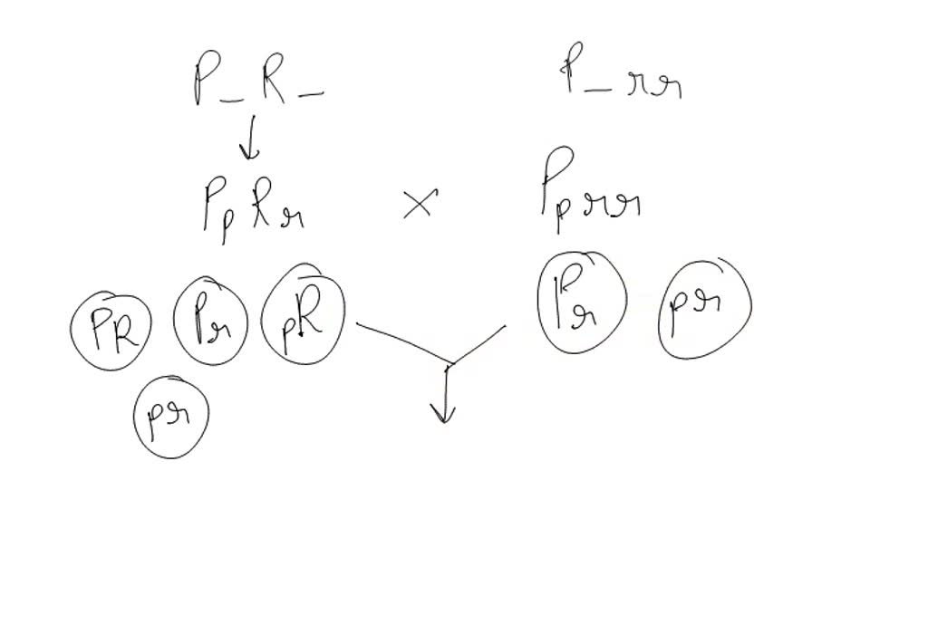 SOLVED: Mendel found that full pea pods are dominant over constricted ...