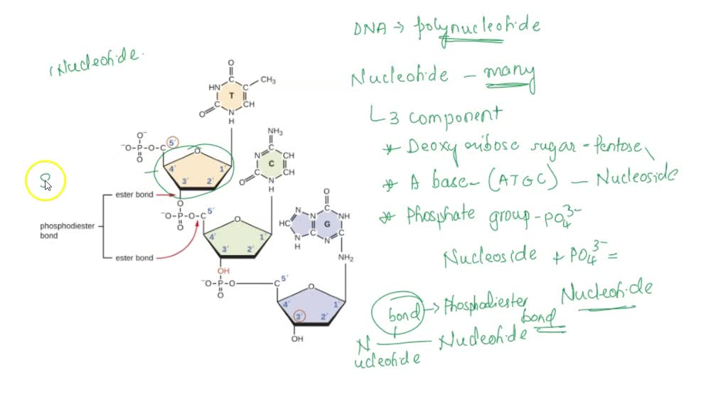 SOLVED: 13- Describe the structure of a DNA molecule: include all ...