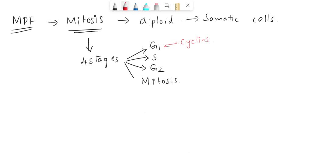 SOLVED: typical cell When does the mitosis-promoting factor (MPF ...