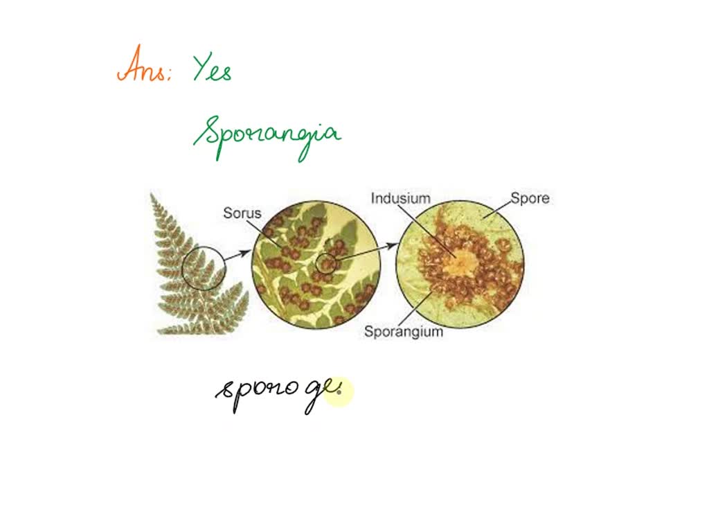 Do ferns have sexual reproduction? If yes, how, and what are their ...