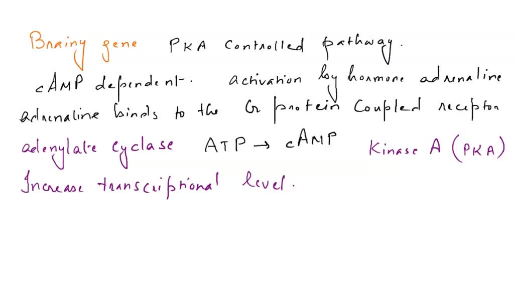 Solved 15 Points The Structure Of Pka Protein Kinase A Is Shown You Want T0 Generate