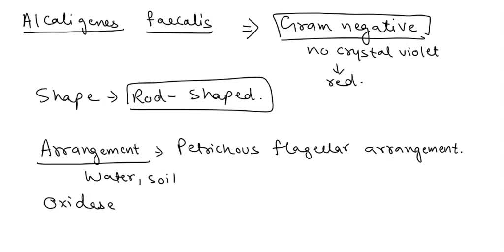 SOLVED: Flow chart for bacterium Gram stain Acid-fast stain Capsule ...