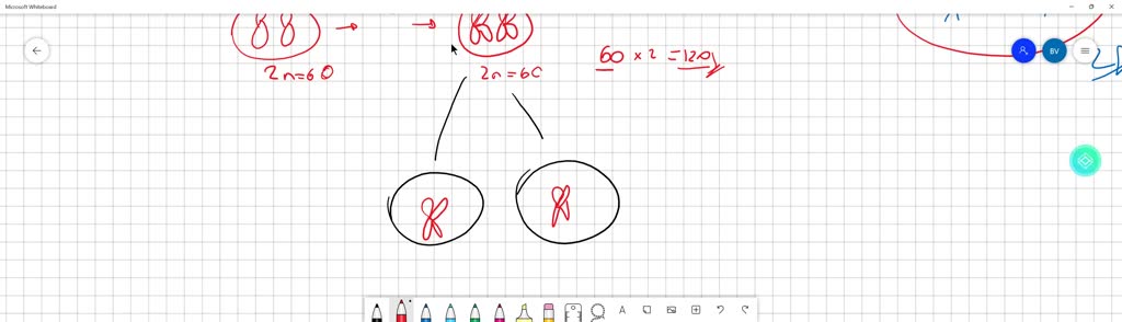 SOLVED: An organism is described as 2n = 50. 1. How many chromatids per ...
