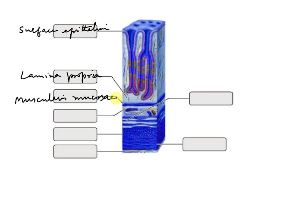 SOLVED: Art-labeling Activity: Figure 23.16a Part A Drag the ...