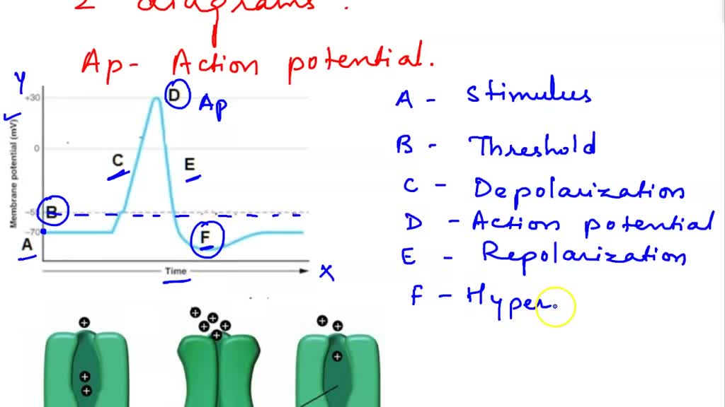 SOLVED: Below is a graph ofan Ap label the "stages" of the Ap (A - F ...