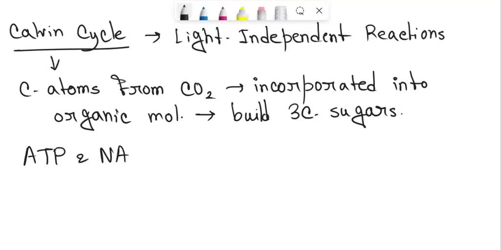 SOLVED: If the light-independent reaction can run without light, why ...
