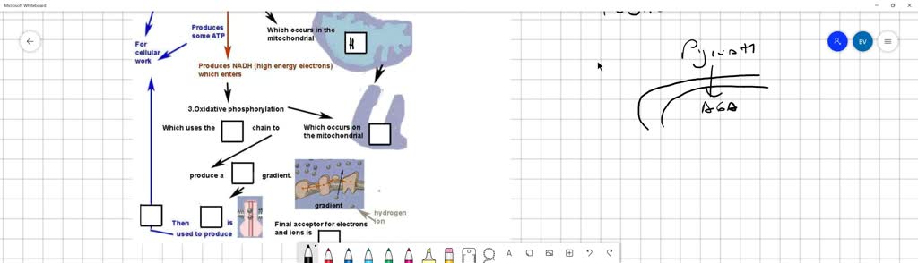 SOLVED: the cristae Activity 1: The Structures of Respiration 1. Label ...