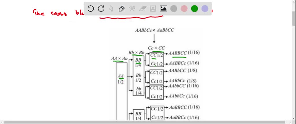 Consider the cross AaBbCC x AABbCc. hu low for cach parent How many ...