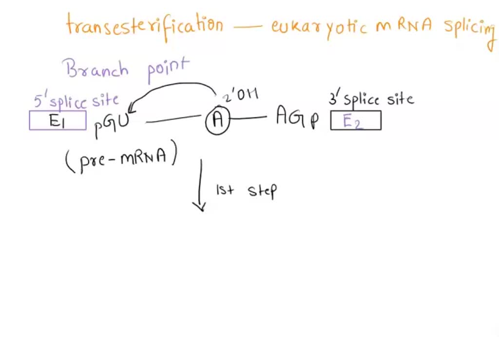 SOLVED: JAgene has three exons Diagram splicing reactions for intron 1 ...