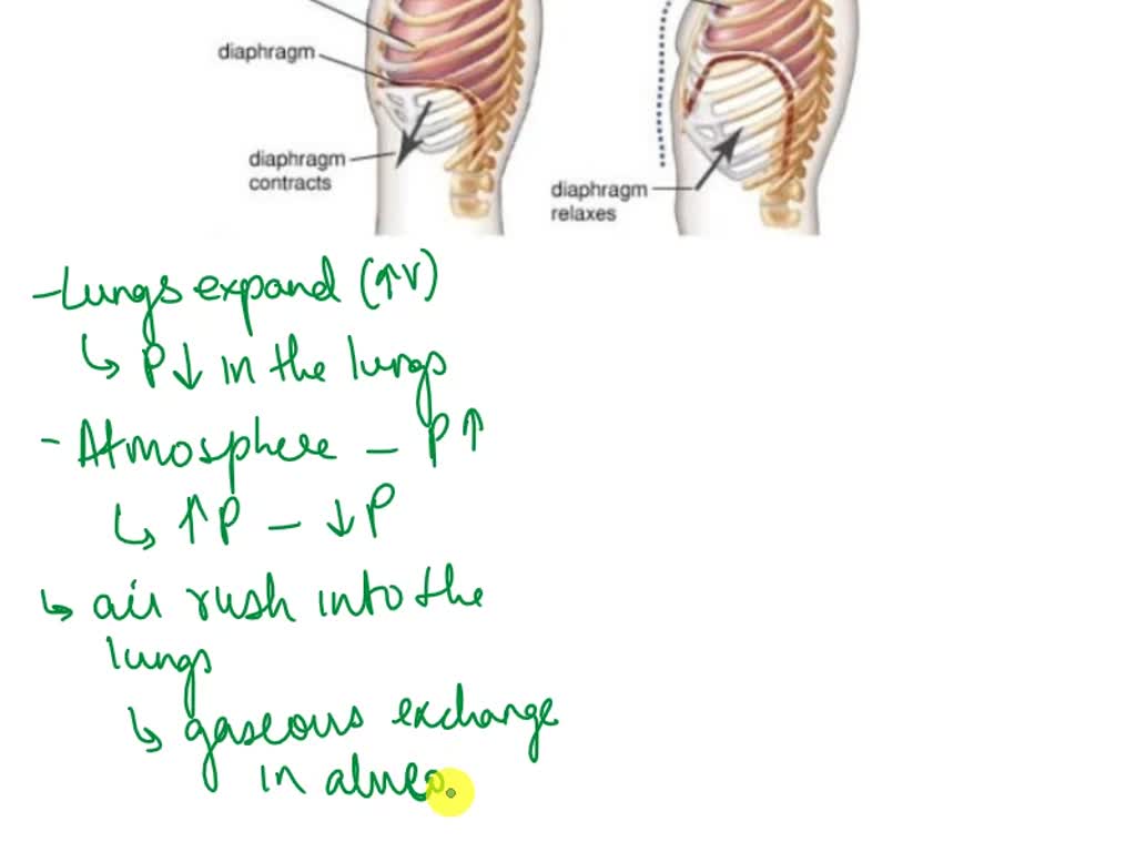 SOLVED: Describe the relationship between pressure and volume and ...